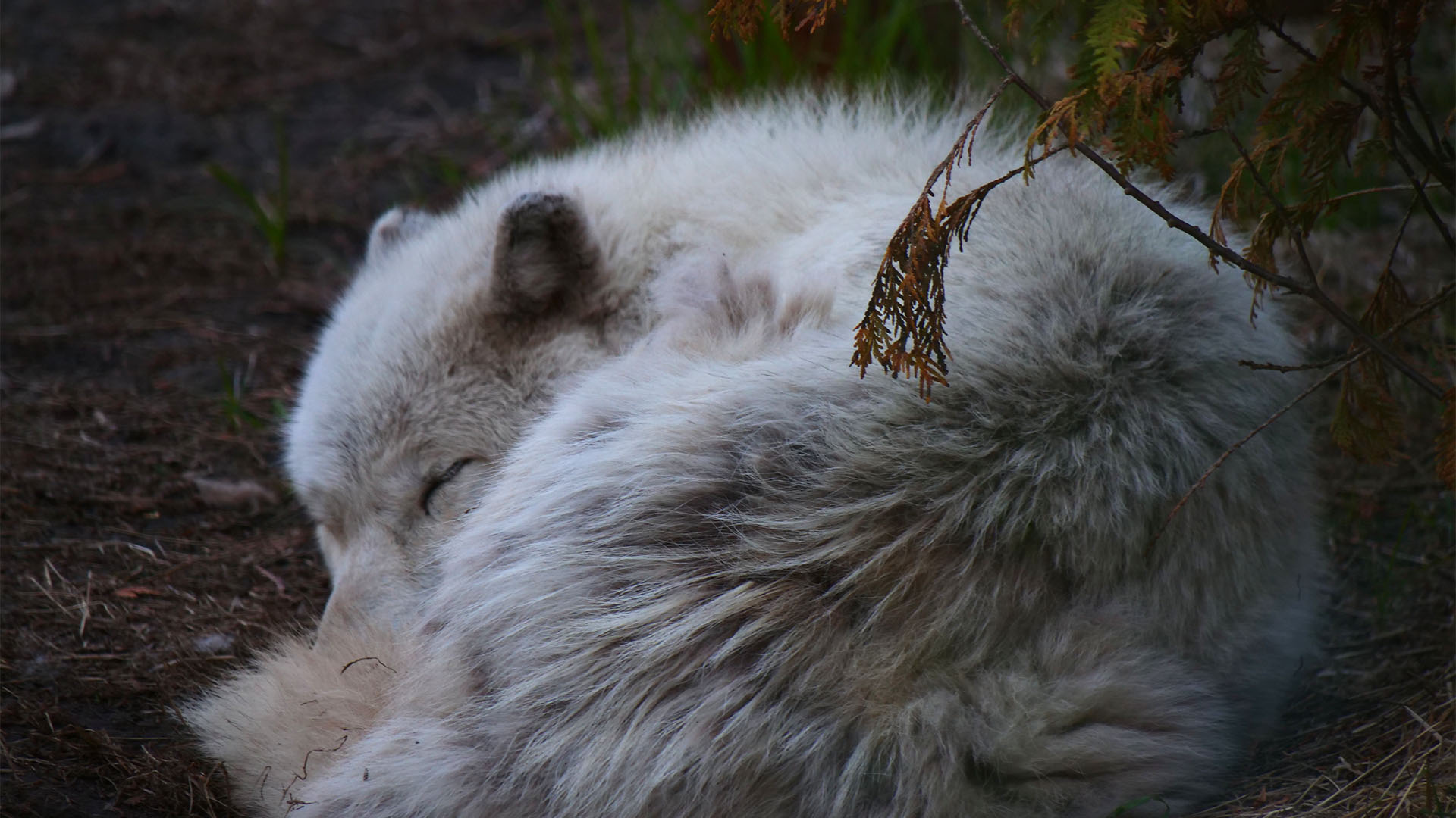 Sleeping With the Wolves at Cedar Meadows in Timmins | Northern Ontario Travel